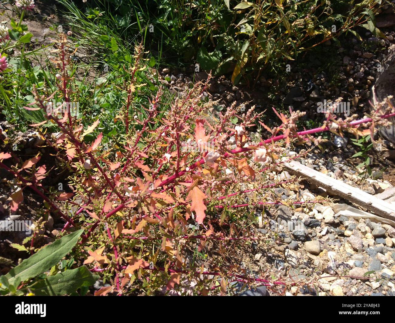 oak-leaved goosefoot (Oxybasis glauca) Plantae Stock Photo - Alamy