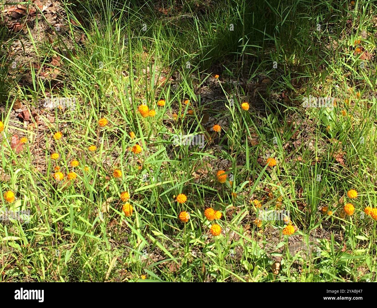 orange milkwort (Senega lutea) Plantae Stock Photo - Alamy