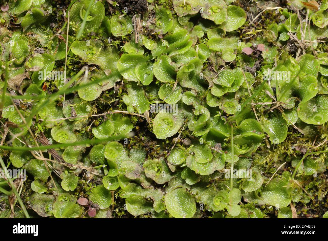 Crescent-cup liverwort (Lunularia cruciata) Plantae Stock Photo - Alamy