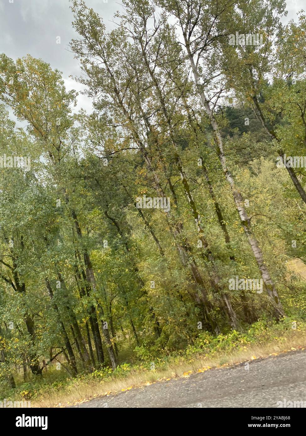 trembling aspen (Populus tremuloides) Plantae Stock Photo - Alamy