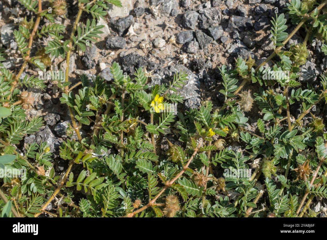 puncture vine (Tribulus terrestris) Plantae Stock Photo - Alamy