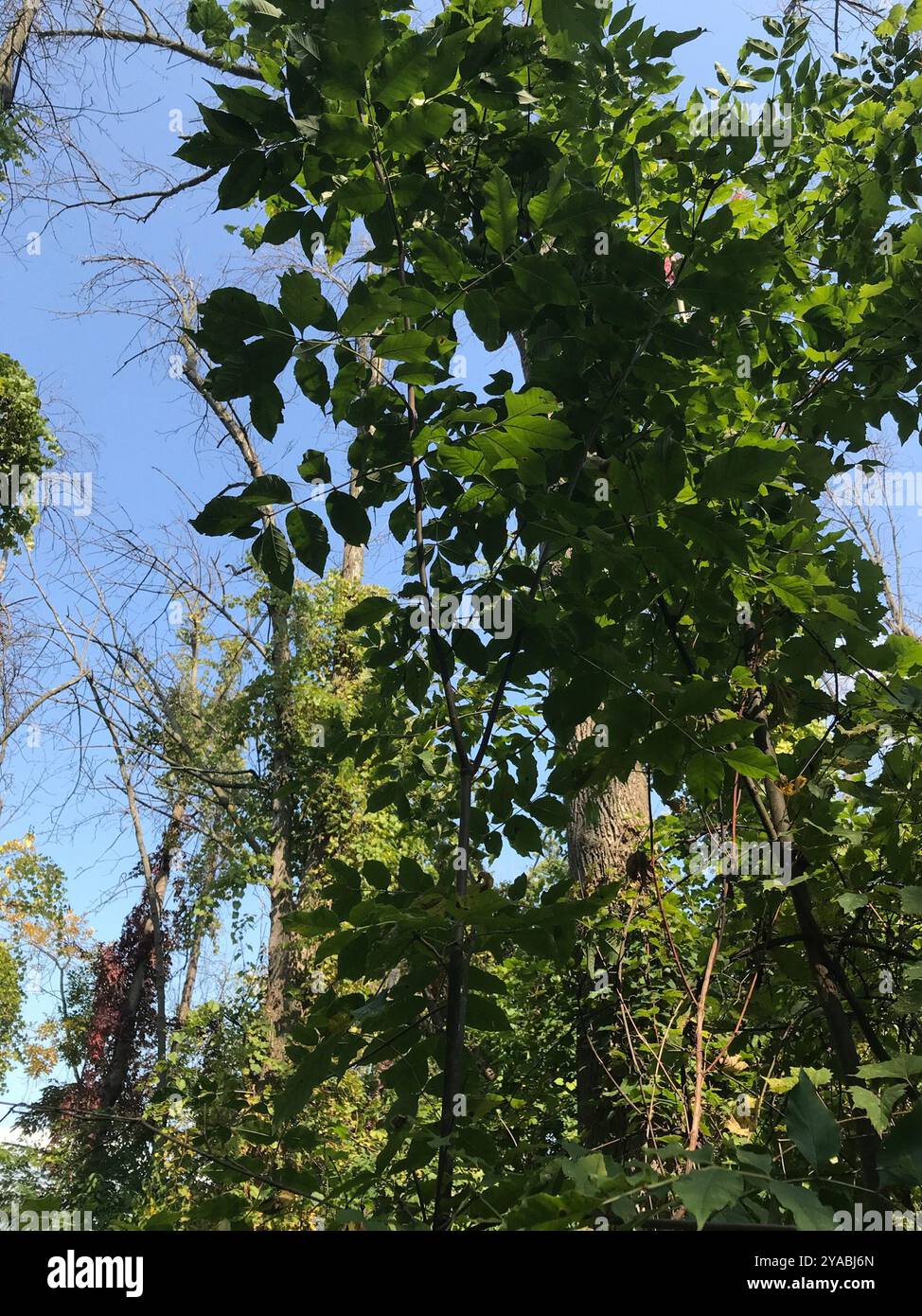 ashes (Fraxinus) Plantae Stock Photo - Alamy