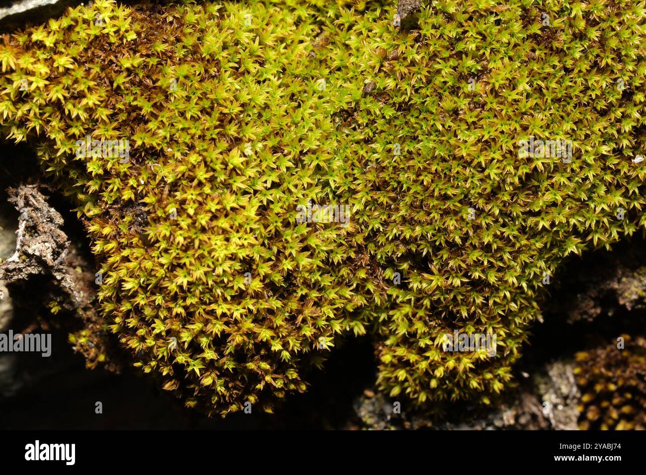 Star Moss (Syntrichia ruralis) Plantae Stock Photo - Alamy