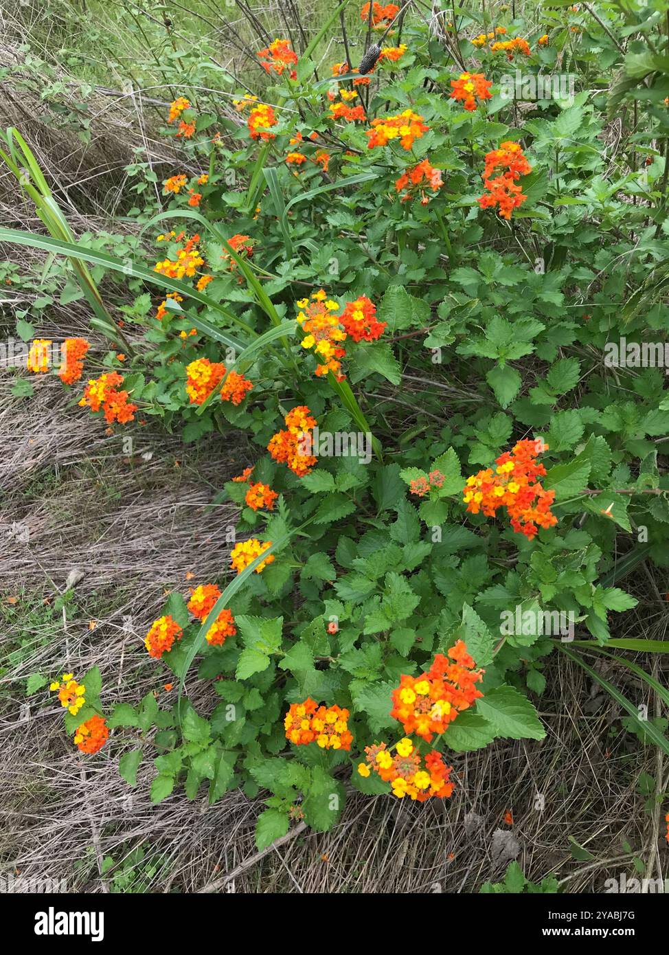 Texas lantana (Lantana urticoides) Plantae Stock Photo - Alamy