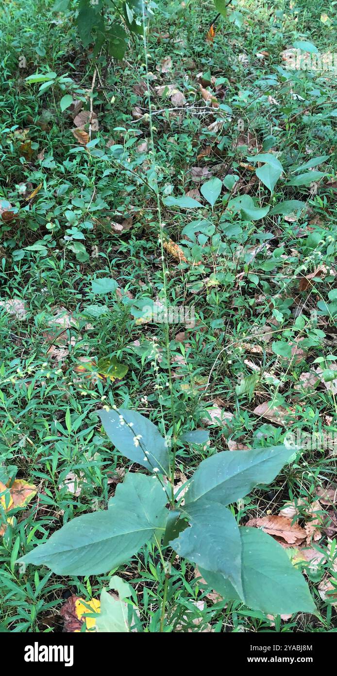 American jumpseed (Persicaria virginiana) Plantae Stock Photo - Alamy