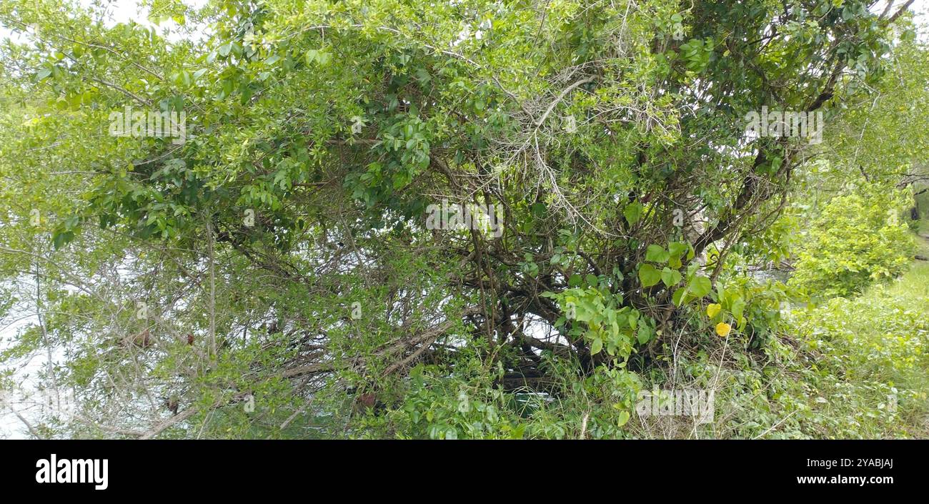 bantigue (Pemphis acidula) Plantae Stock Photo - Alamy