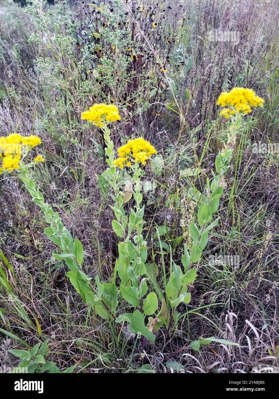 stiff-leaved goldenrod (Solidago rigida) Plantae Stock Photo - Alamy