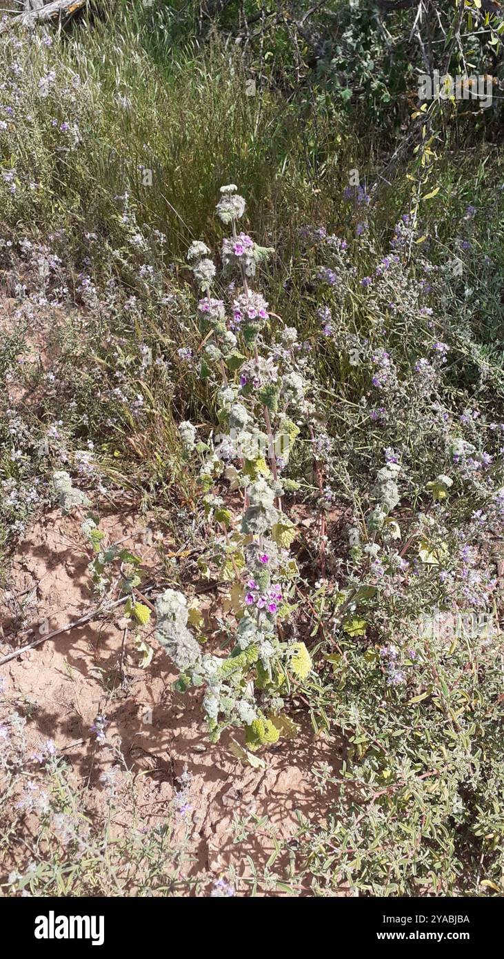 Cat Herb (Pseudodictamnus africanus) Plantae Stock Photo - Alamy