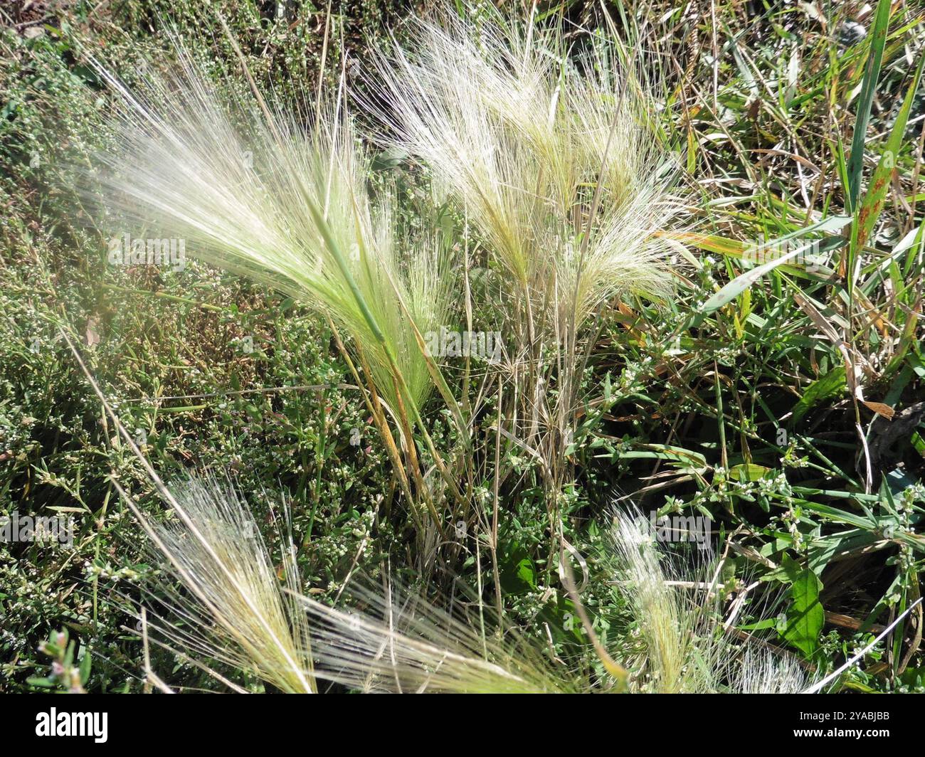 Foxtail Barley (Hordeum jubatum) Plantae Stock Photo - Alamy