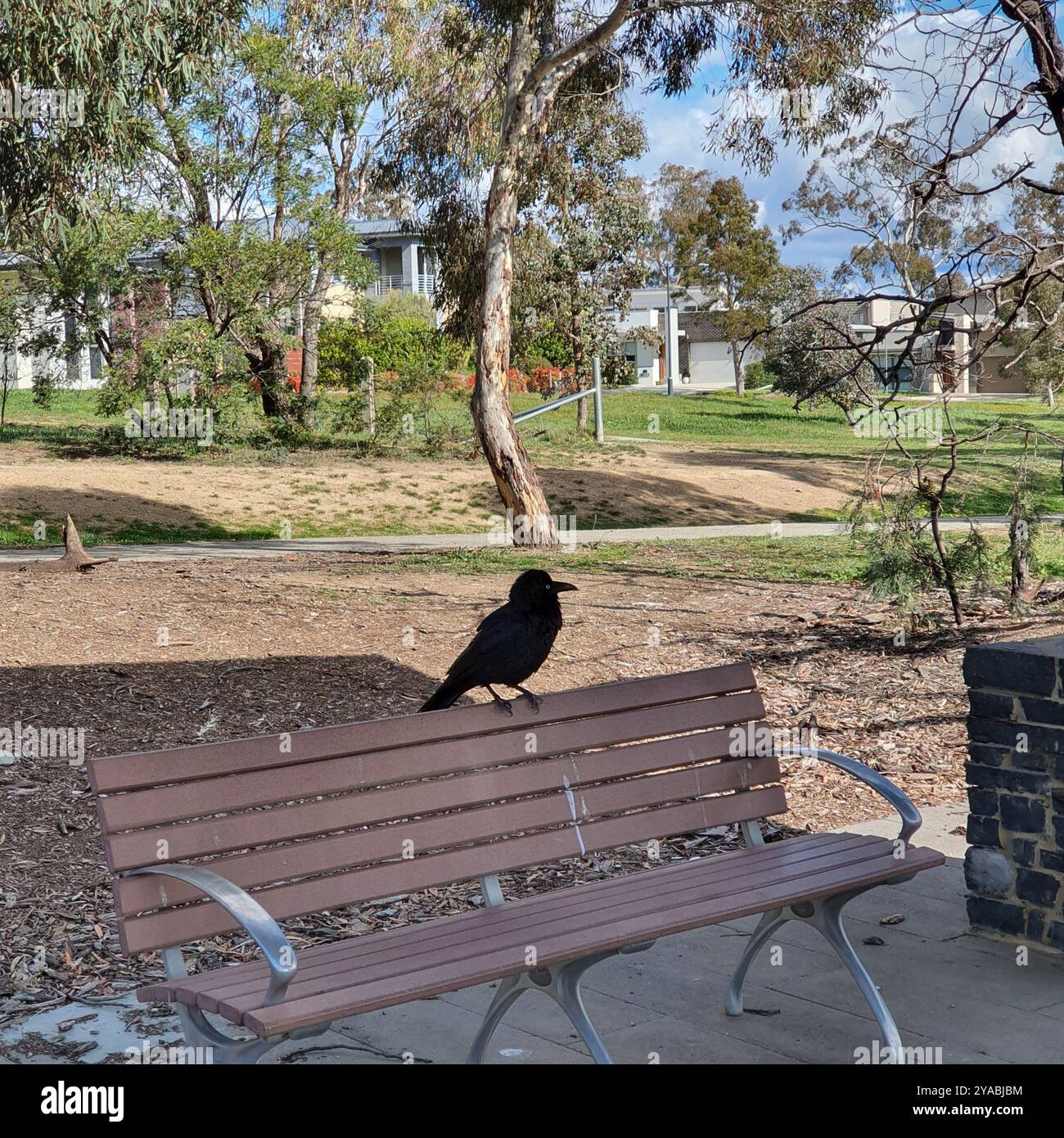 Australian Raven (Corvus coronoides) Aves Stock Photo - Alamy
