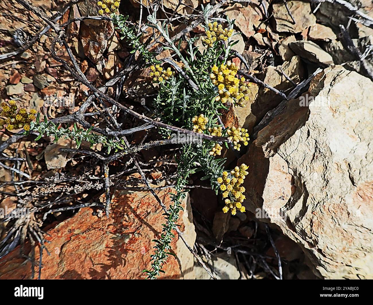 Rose Everlasting (Helichrysum rosum rosum) Plantae Stock Photo - Alamy