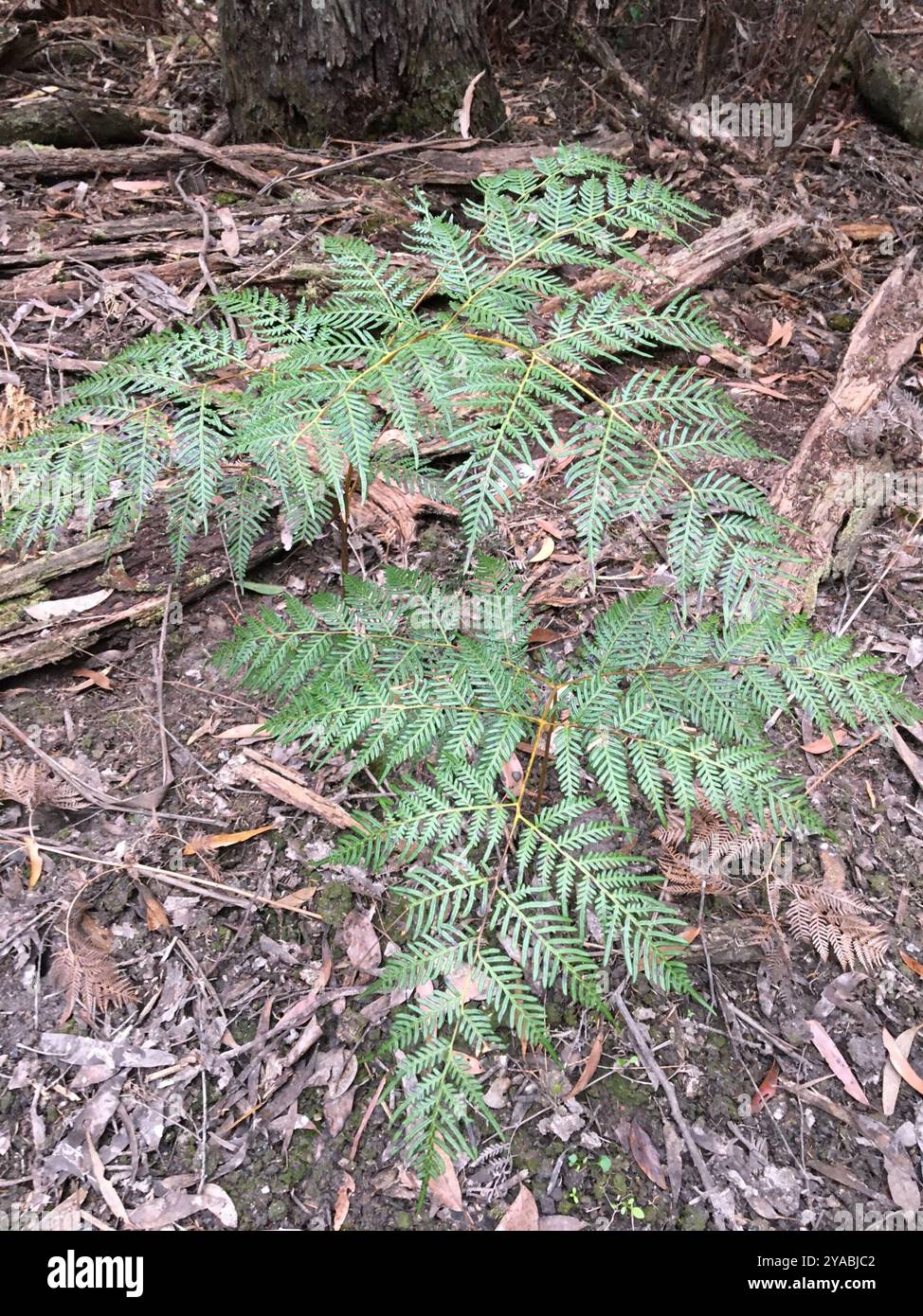 Austral Bracken (Pteridium esculentum) Plantae Stock Photo - Alamy