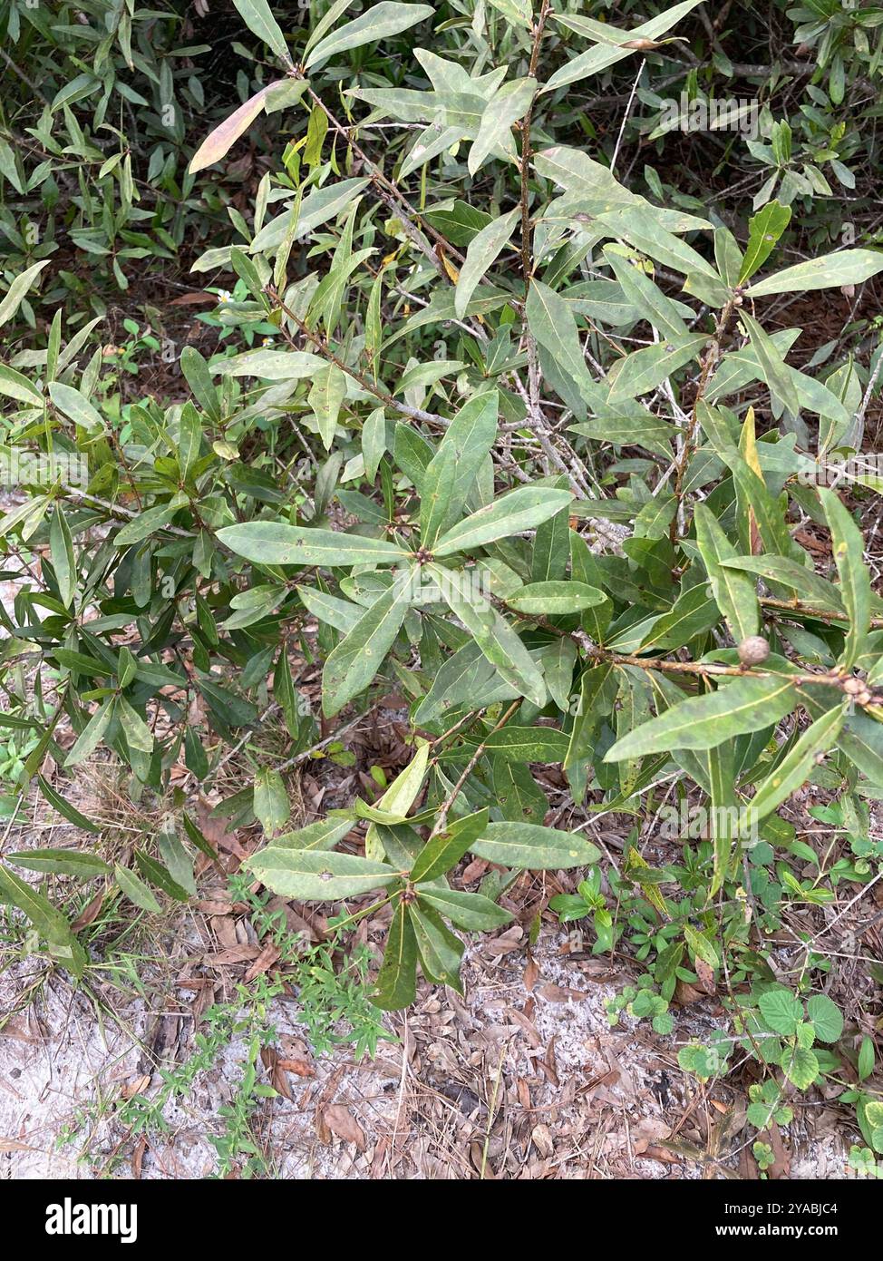 swamp laurel oak (Quercus laurifolia) Plantae Stock Photo - Alamy