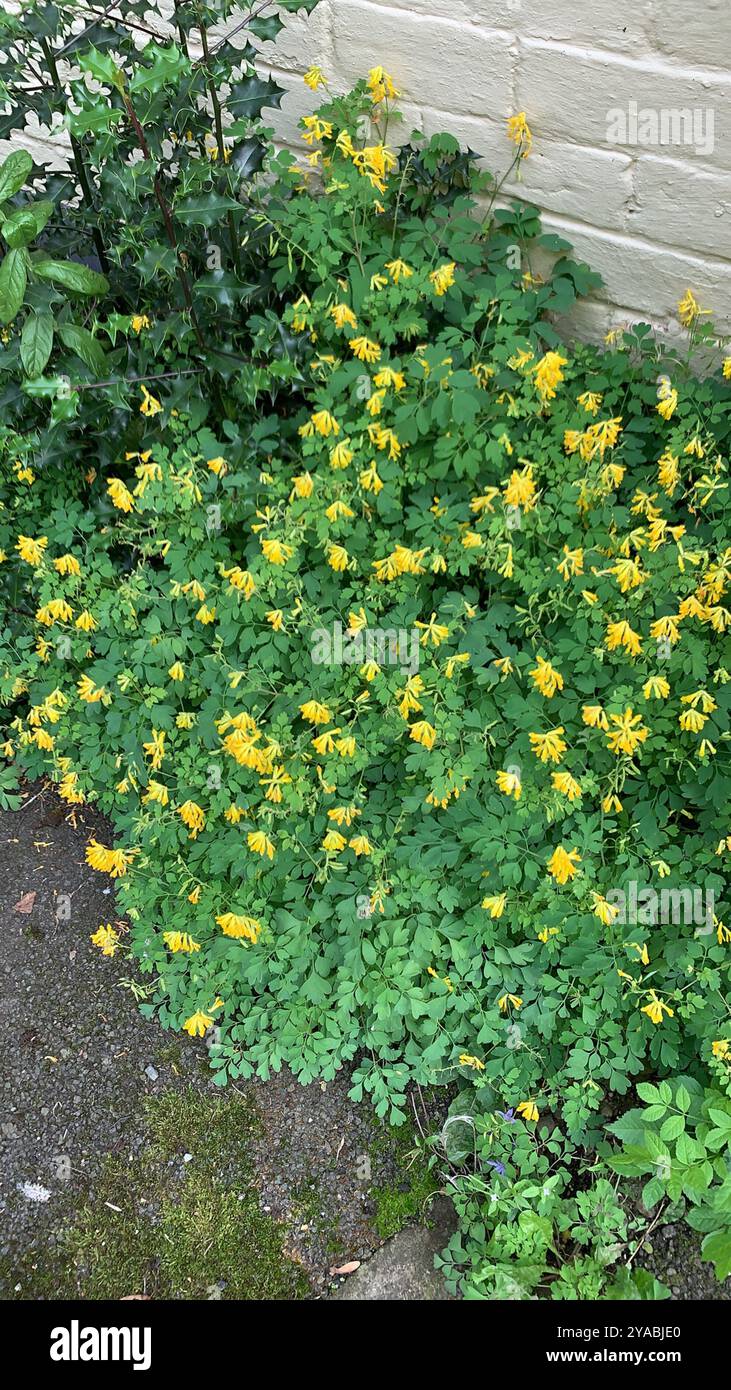 Yellow Fumitory (Pseudofumaria lutea) Plantae Stock Photo - Alamy