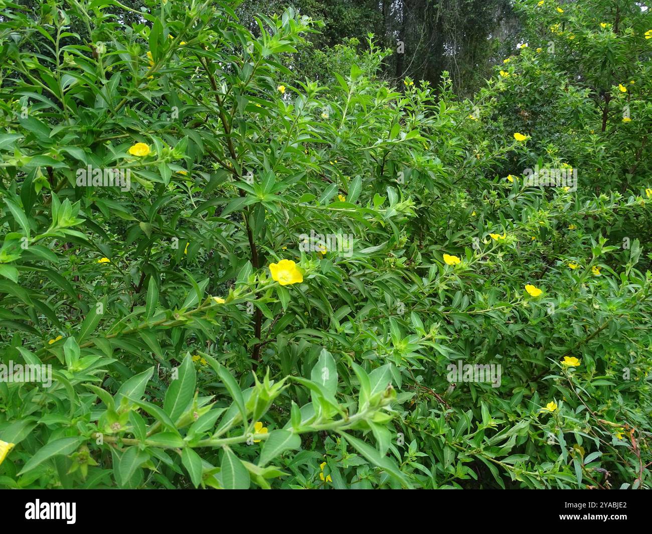 Peruvian primrose-willow (Ludwigia peruviana) Plantae Stock Photo - Alamy