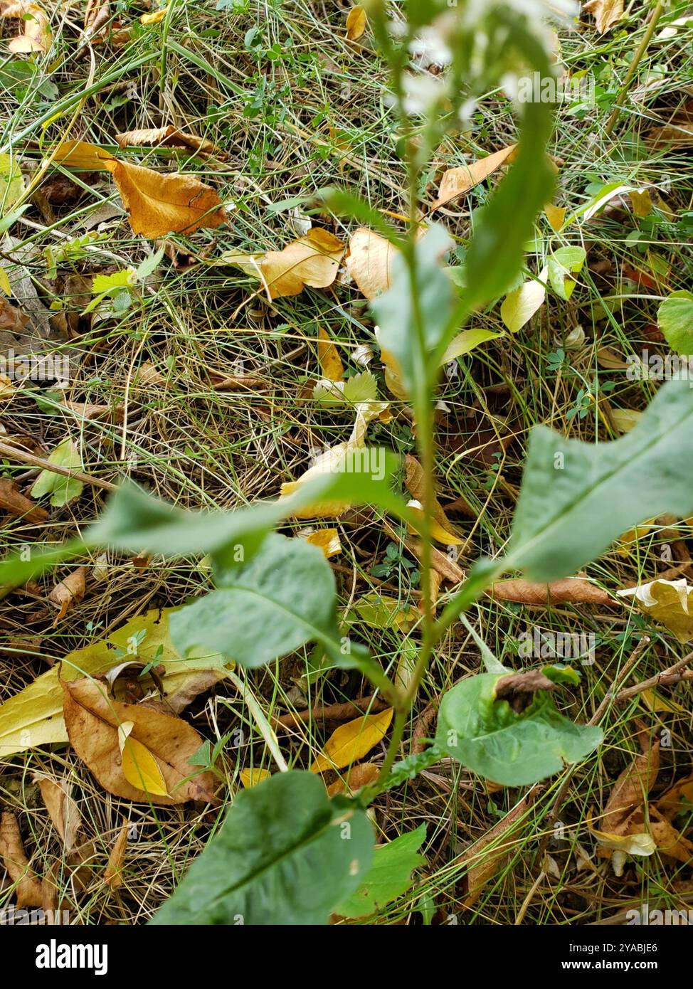 Arrow-leaved Aster (Symphyotrichum urophyllum) Plantae Stock Photo - Alamy