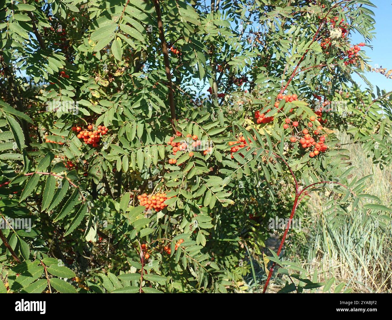 European mountain ash (Sorbus aucuparia) Plantae Stock Photo - Alamy