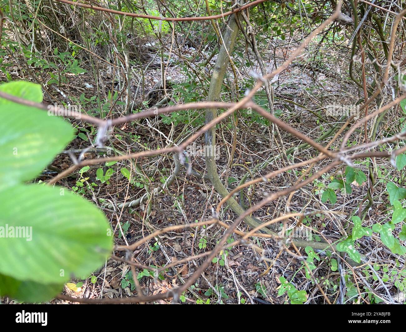 buckthorn family (Rhamnaceae) Plantae Stock Photo - Alamy