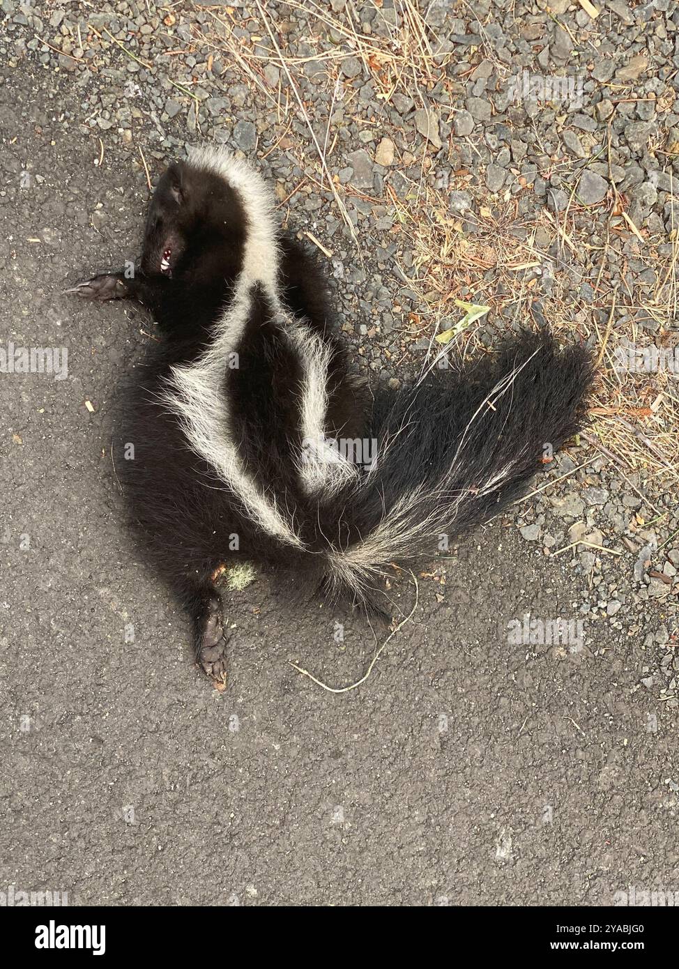 Striped Skunk (Mephitis mephitis) Mammalia Stock Photo - Alamy