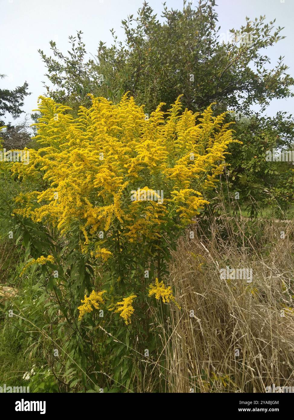 early goldenrod (Solidago juncea) Plantae Stock Photo - Alamy