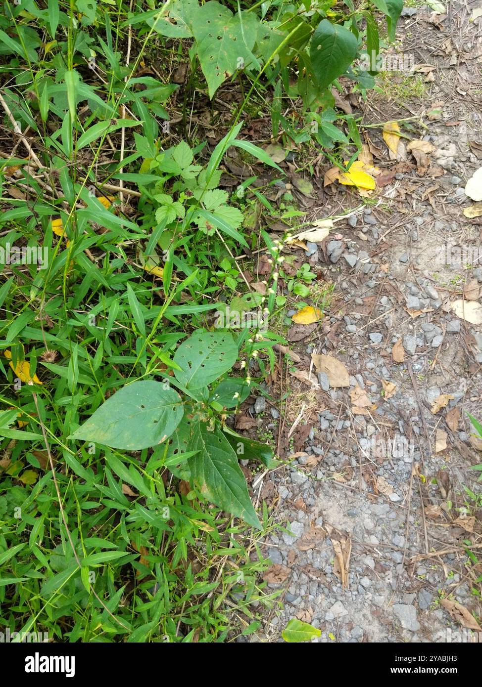 American jumpseed (Persicaria virginiana) Plantae Stock Photo - Alamy