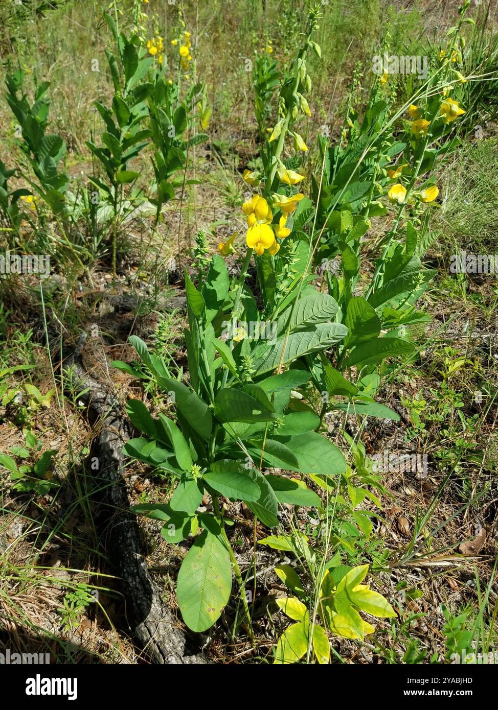 Showy Rattlebox (Crotalaria spectabilis) Plantae Stock Photo - Alamy
