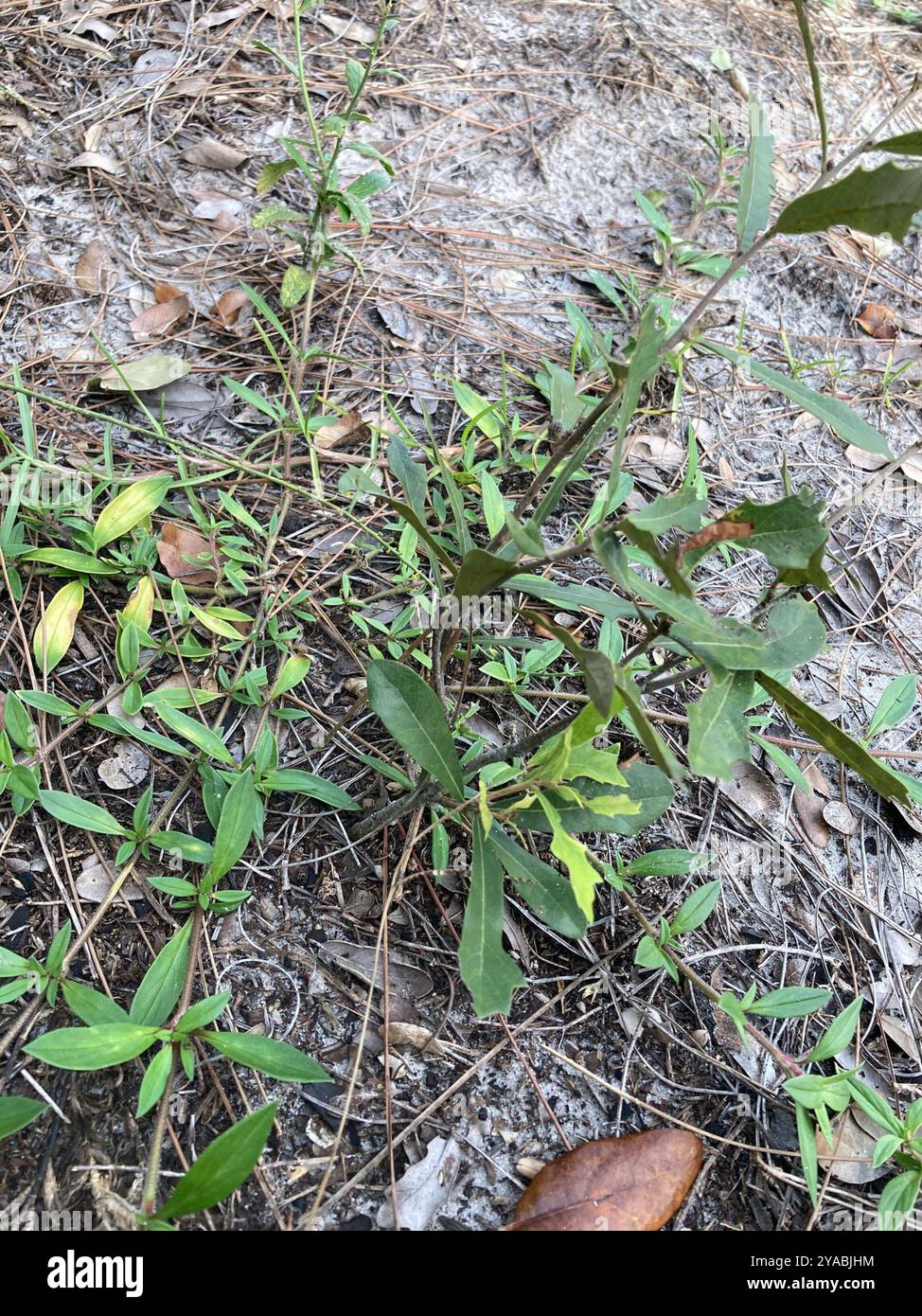 dwarf live oak (Quercus minima) Plantae Stock Photo - Alamy