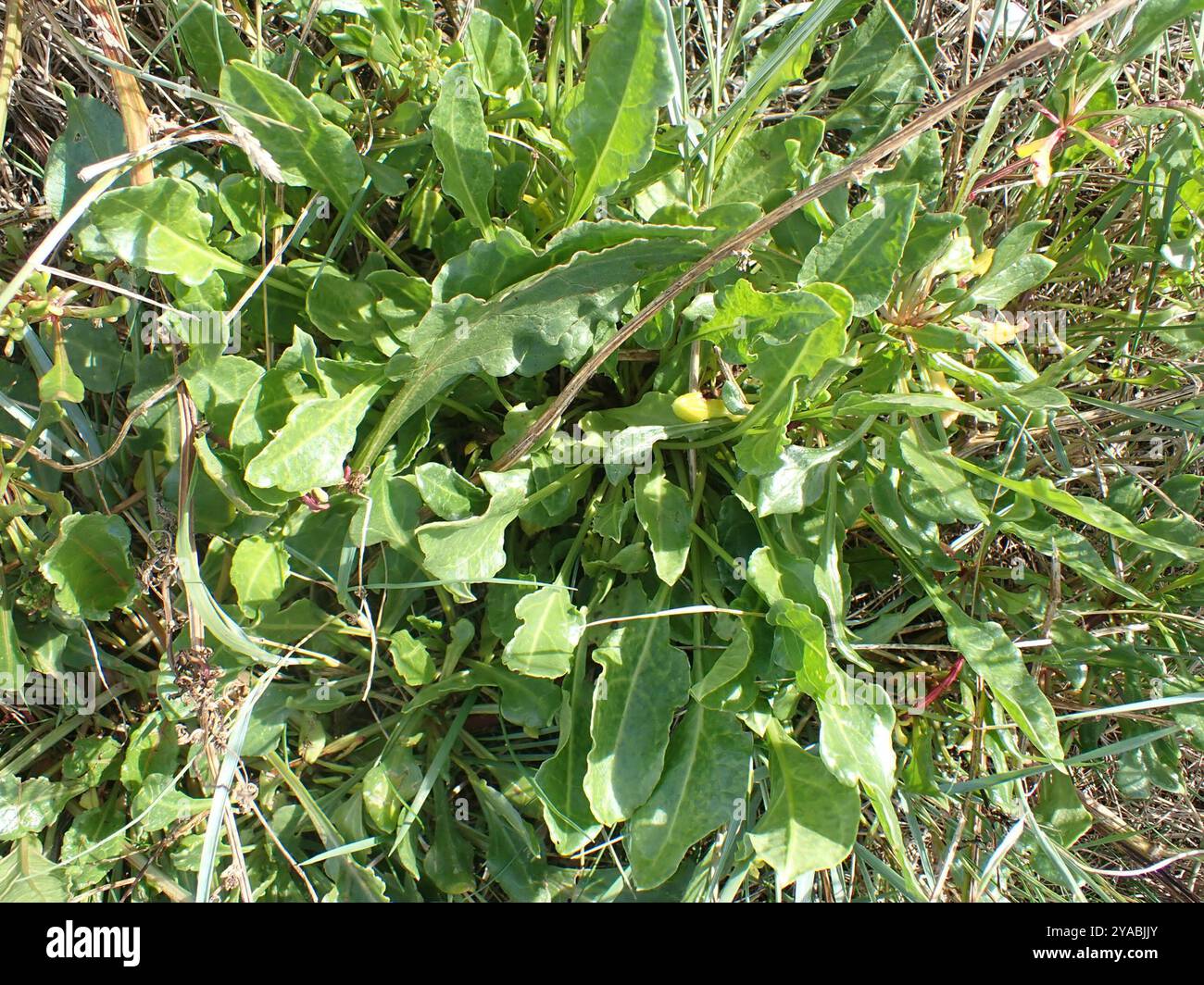 sea beet (Beta vulgaris maritima) Plantae Stock Photo - Alamy