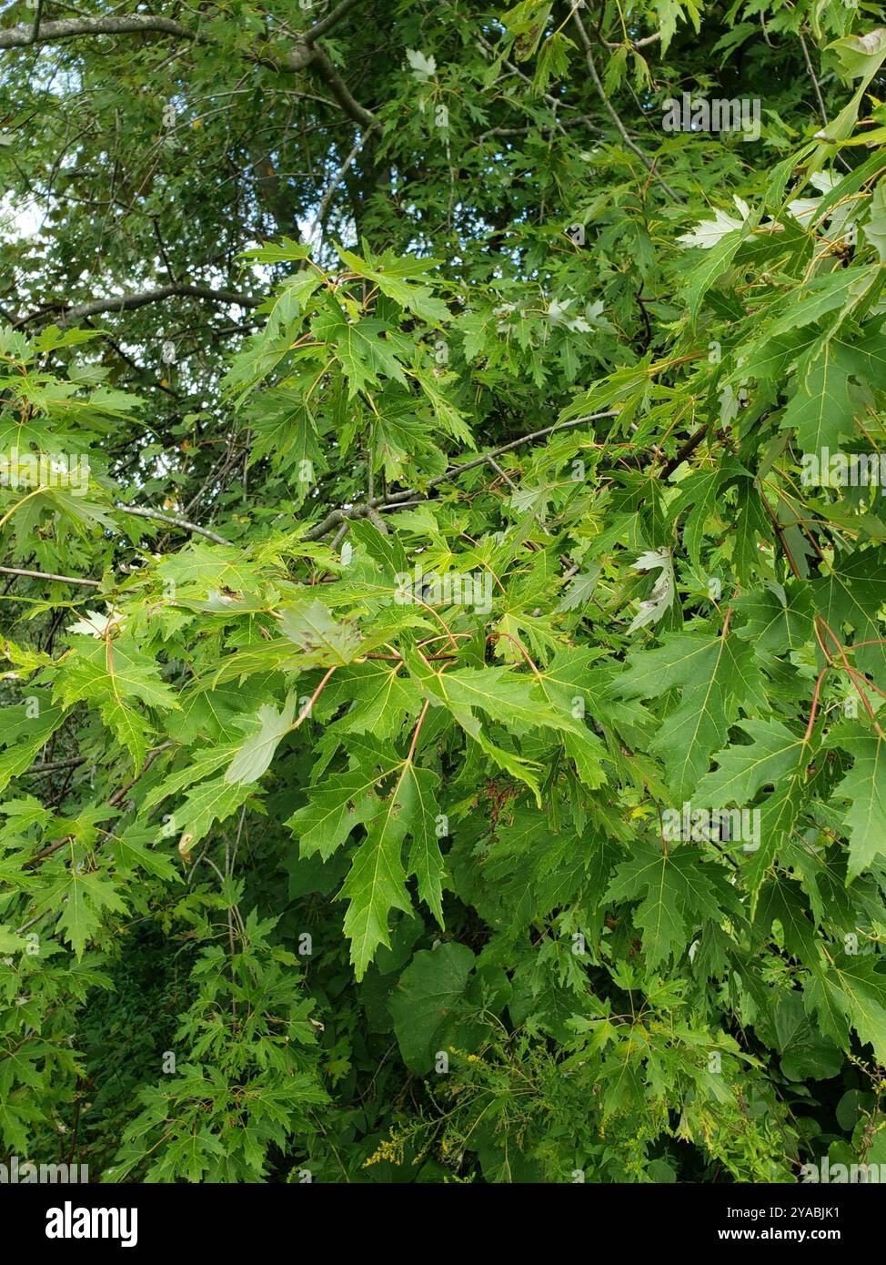 silver maple (Acer saccharinum) Plantae Stock Photo - Alamy