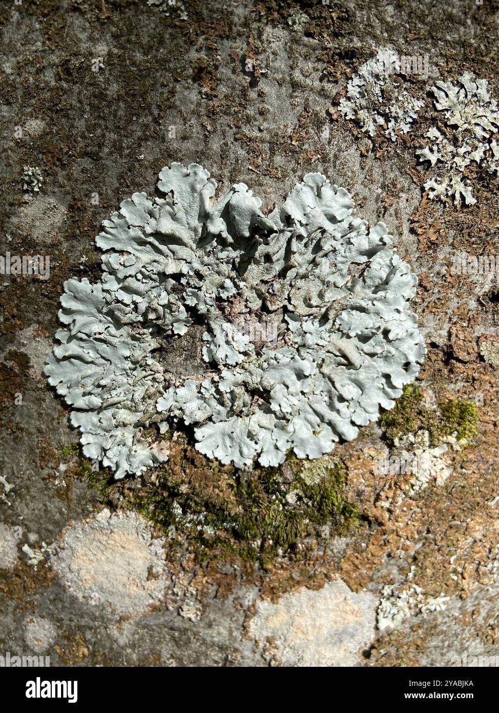 common greenshield lichen (Flavoparmelia caperata) Fungi Stock Photo ...