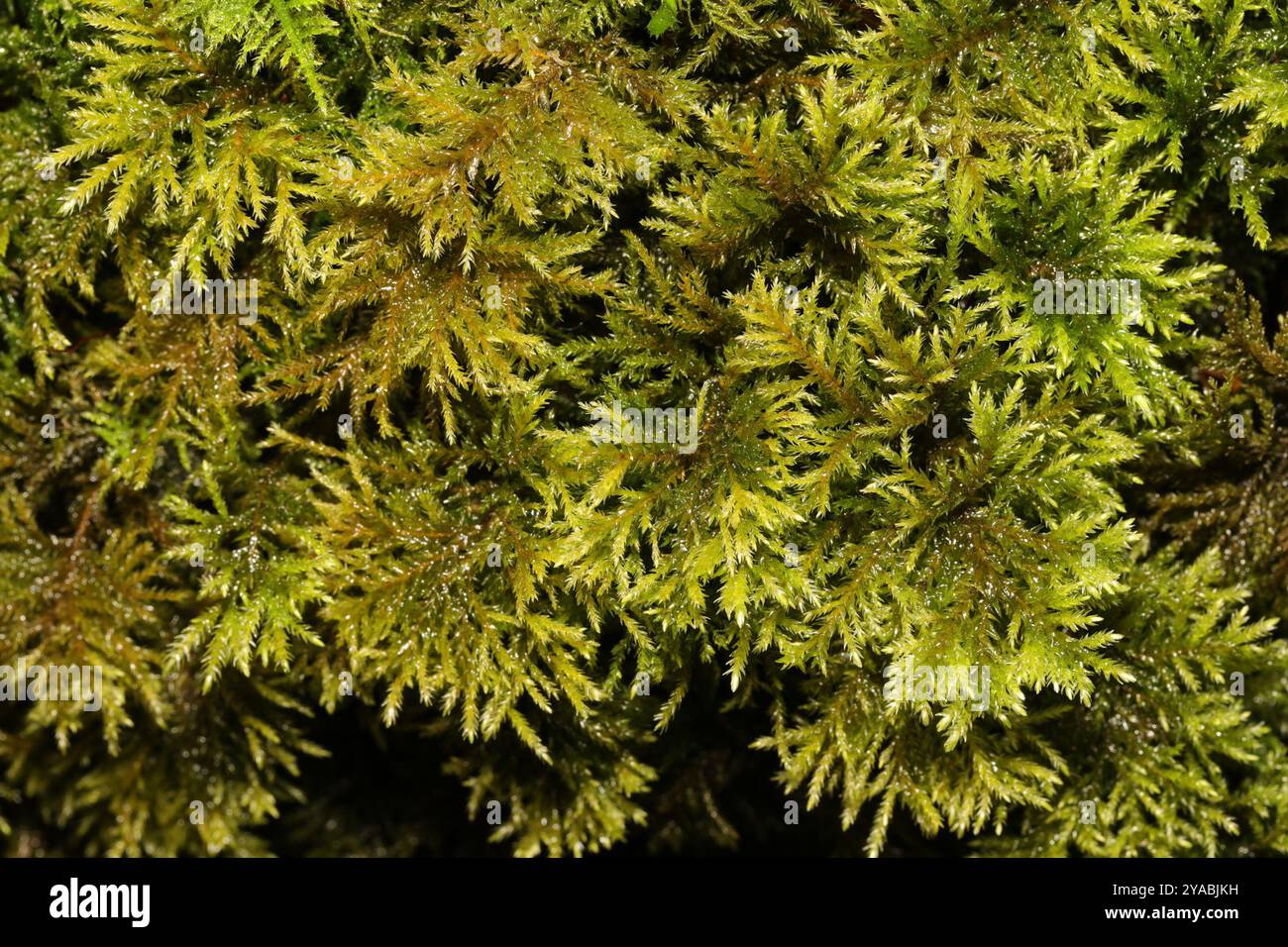 Fox-tail Feather-moss (Thamnobryum alopecurum) Plantae Stock Photo - Alamy