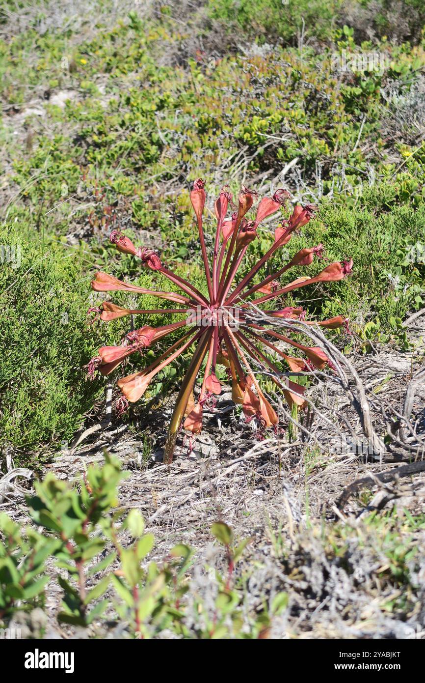 candelabra lily (Brunsvigia orientalis) Plantae Stock Photo - Alamy