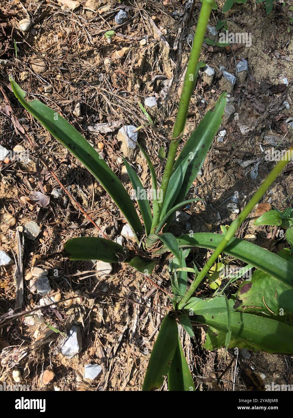 Eastern False Aloe (Manfreda virginica) Plantae Stock Photo - Alamy