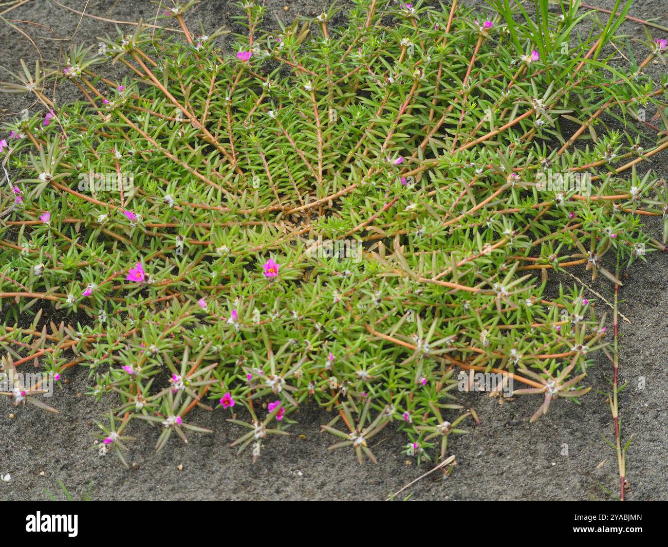 shaggy portulaca (Portulaca pilosa) Plantae Stock Photo - Alamy