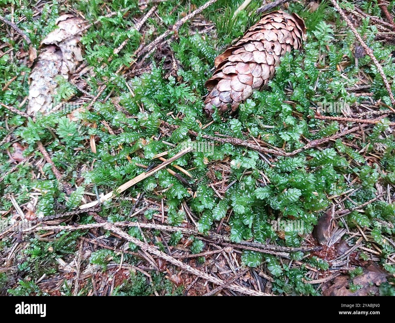 Greater Featherwort (Plagiochila asplenioides) Plantae Stock Photo - Alamy