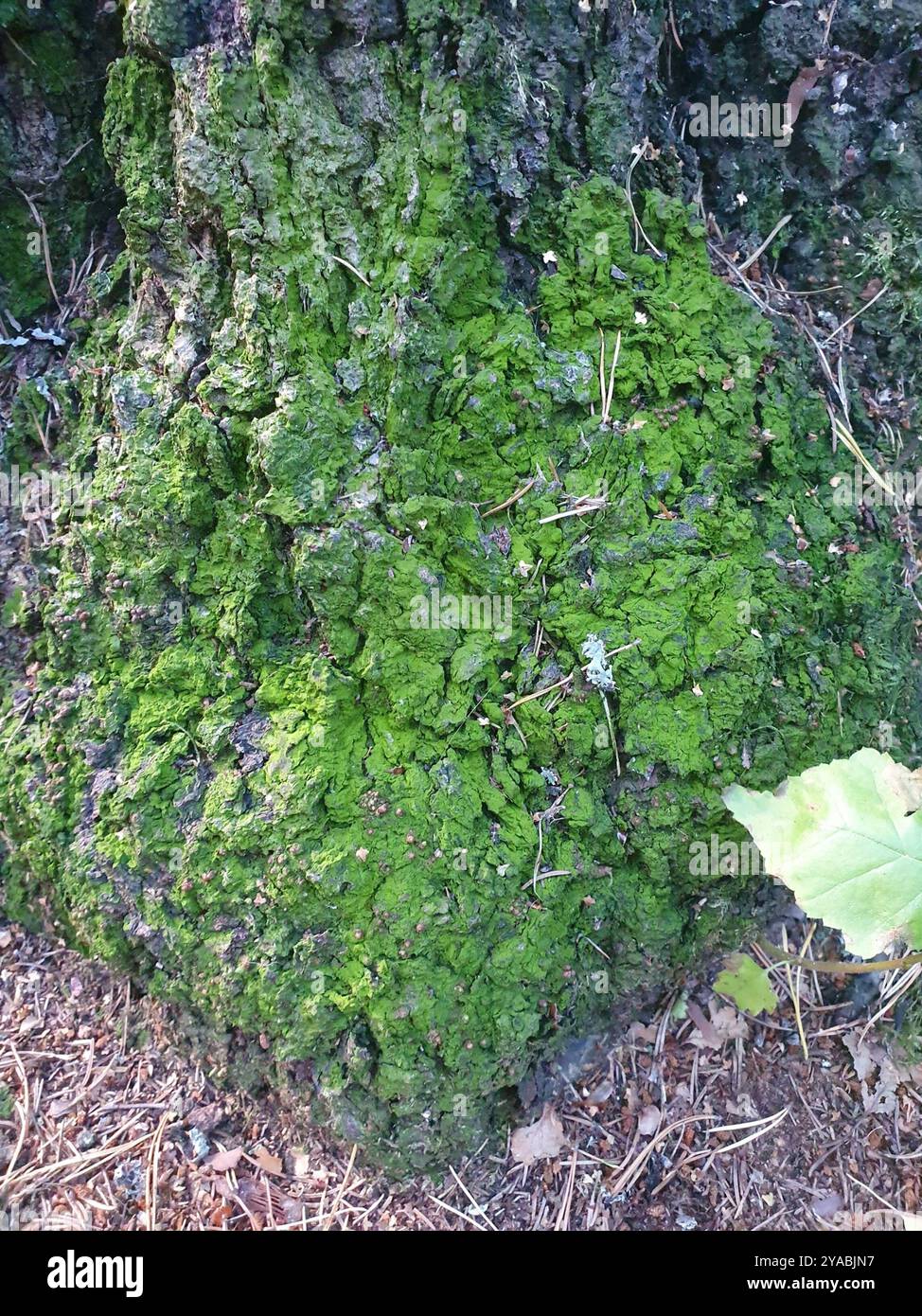 (Desmococcus olivaceus) Plantae Stock Photo - Alamy