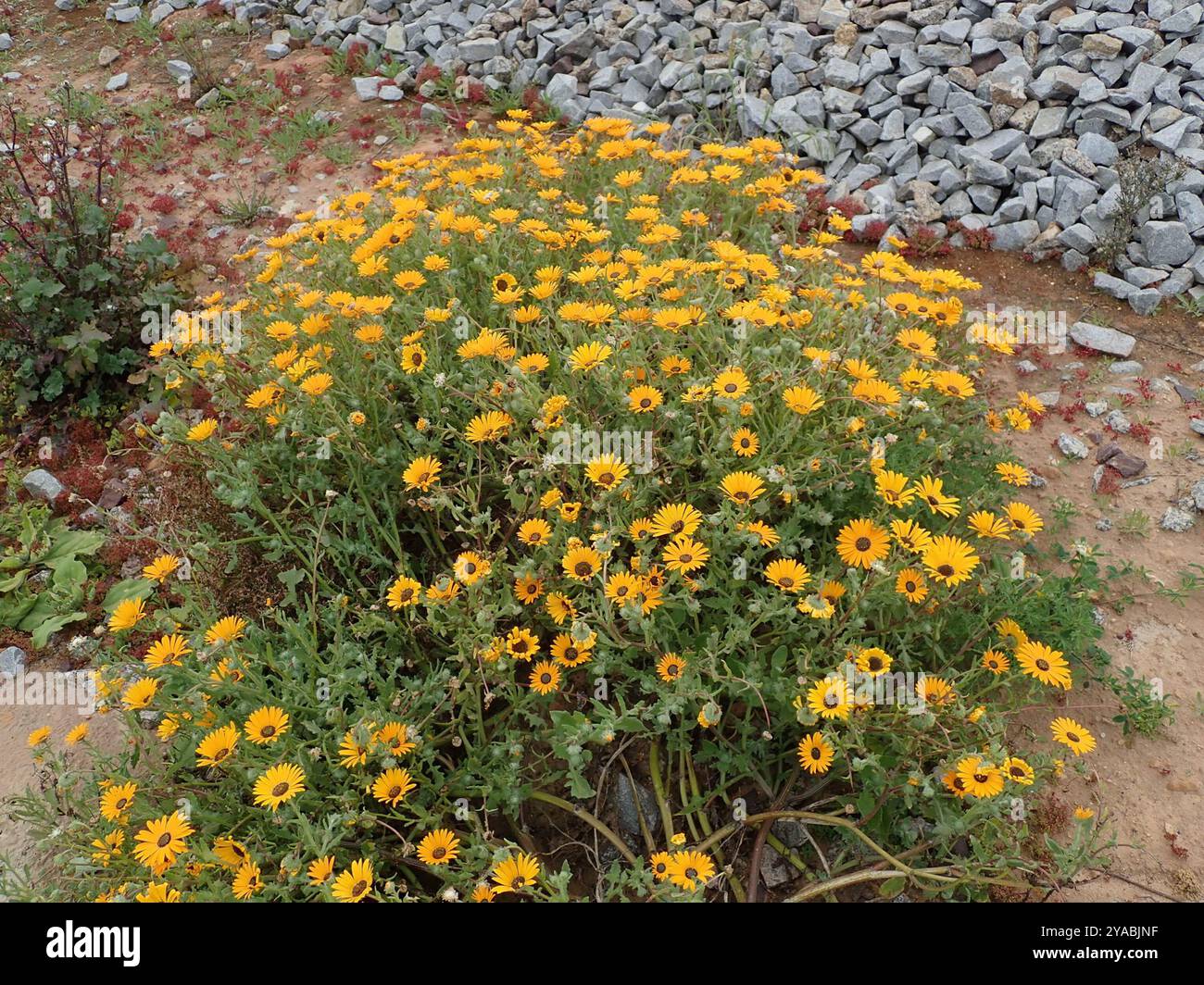Hairy African Daisy (Arctotis hirsuta) Plantae Stock Photo - Alamy