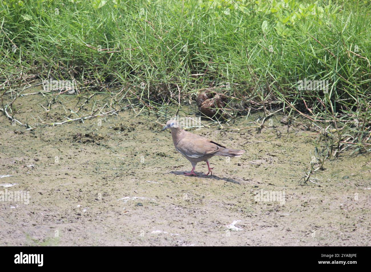 West Peruvian Dove (Zenaida meloda) Aves Stock Photo - Alamy