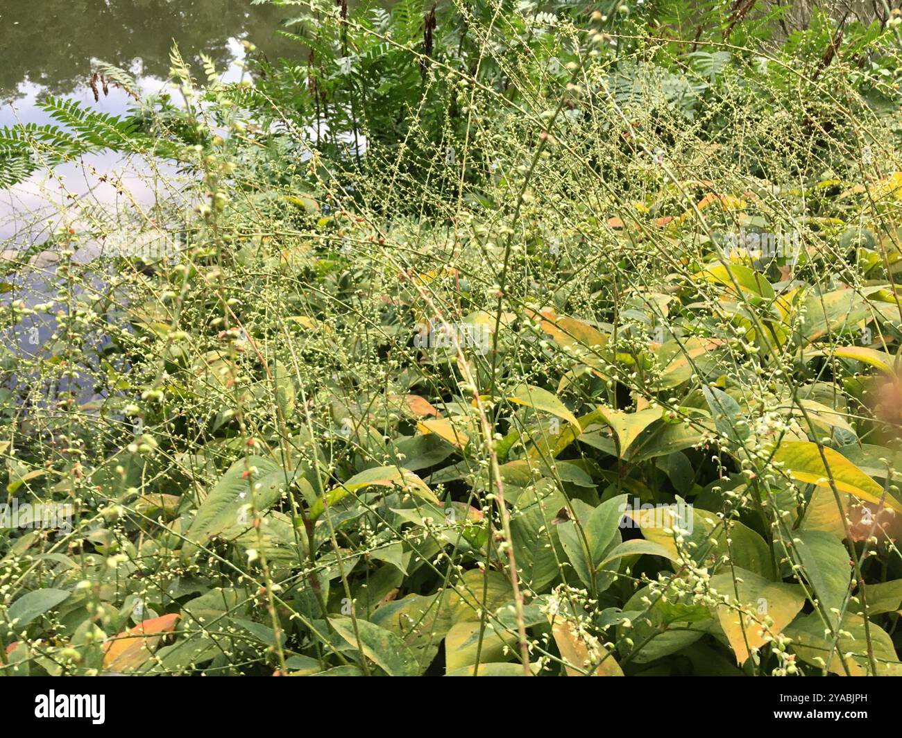 American jumpseed (Persicaria virginiana) Plantae Stock Photo - Alamy