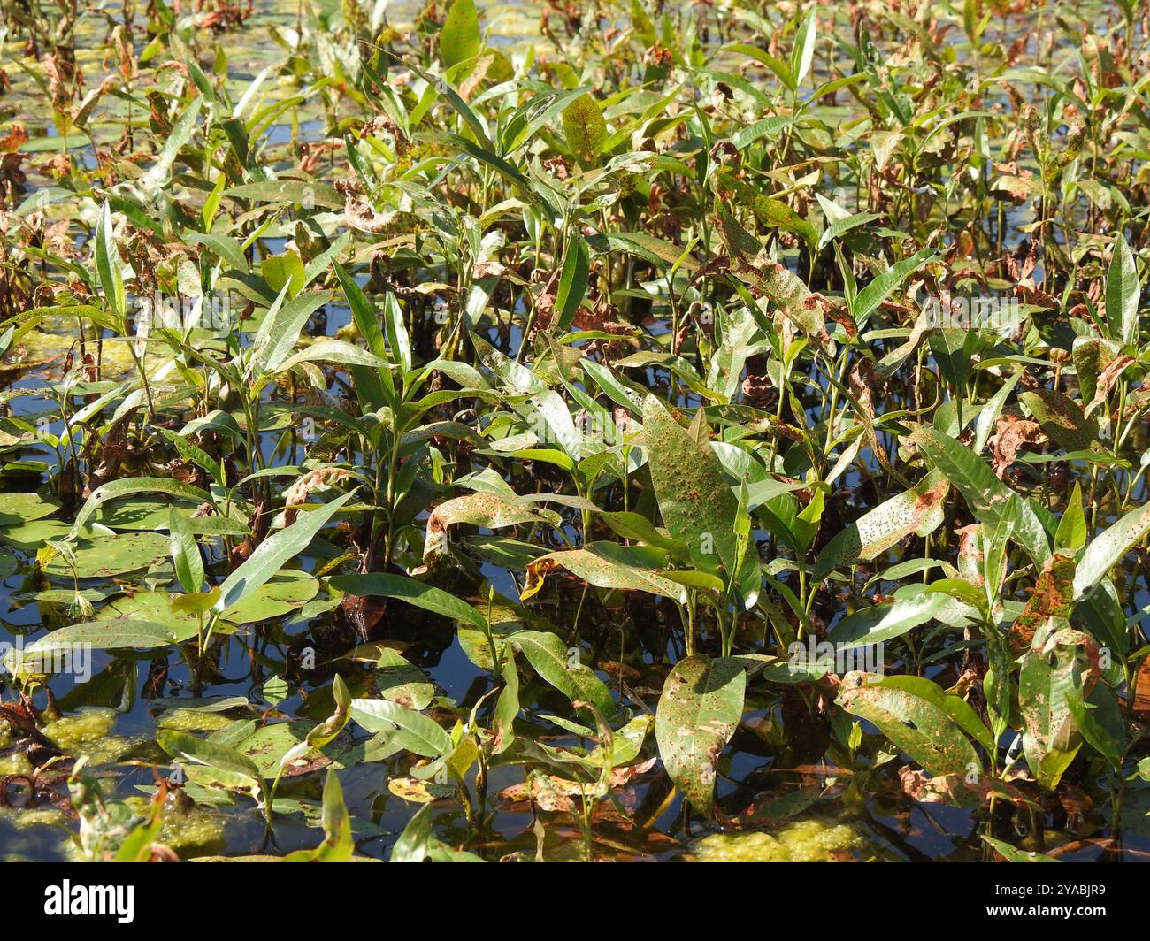 water smartweed (Persicaria amphibia) Plantae Stock Photo - Alamy