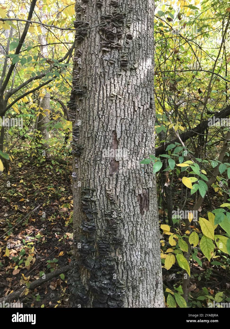 Smoky polypore (Bjerkandera adusta) Fungi Stock Photo - Alamy