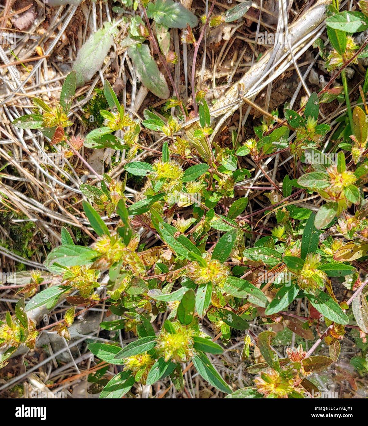 Slender Three-seeded Mercury (Acalypha gracilens) Plantae Stock Photo ...