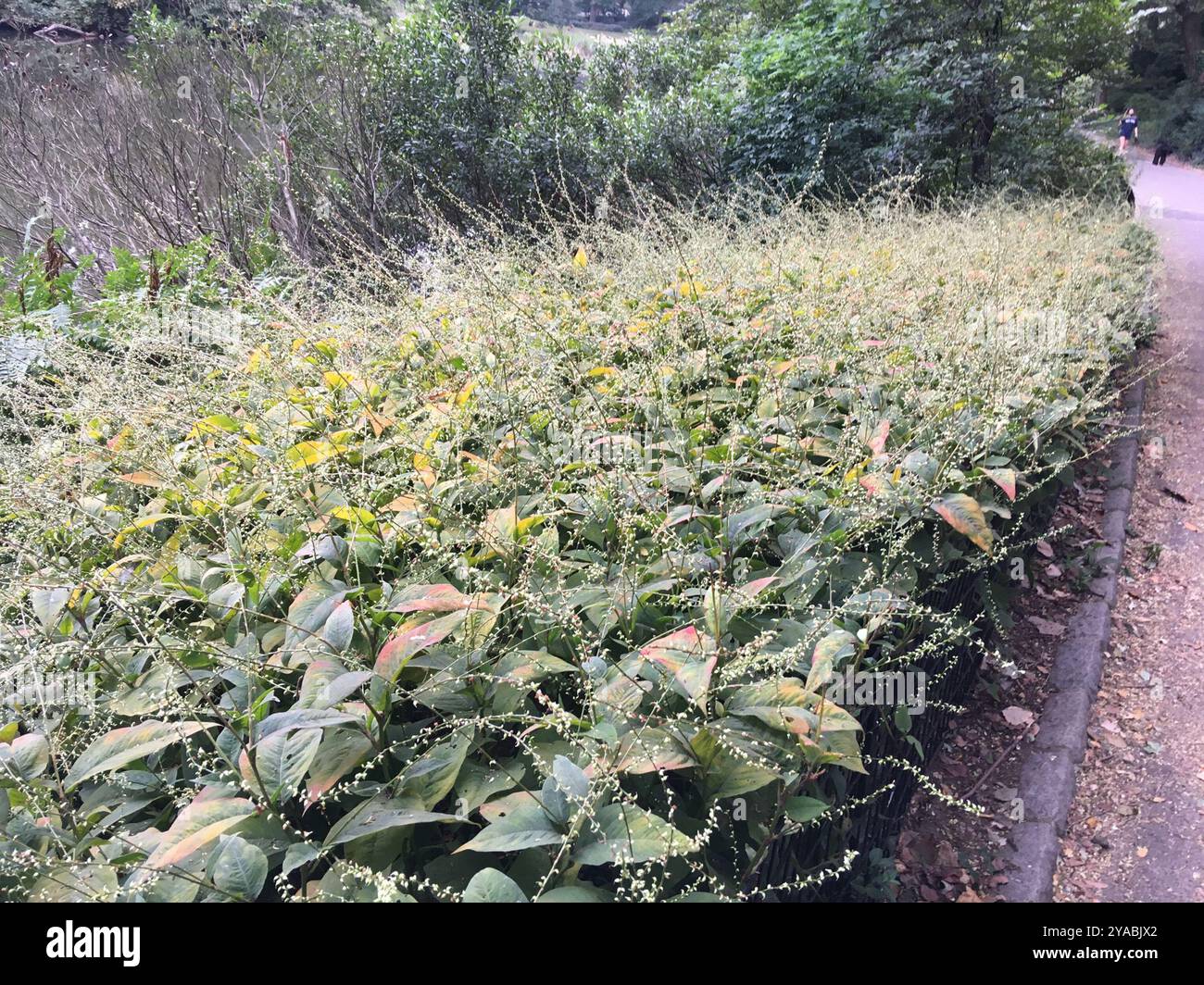American jumpseed (Persicaria virginiana) Plantae Stock Photo - Alamy