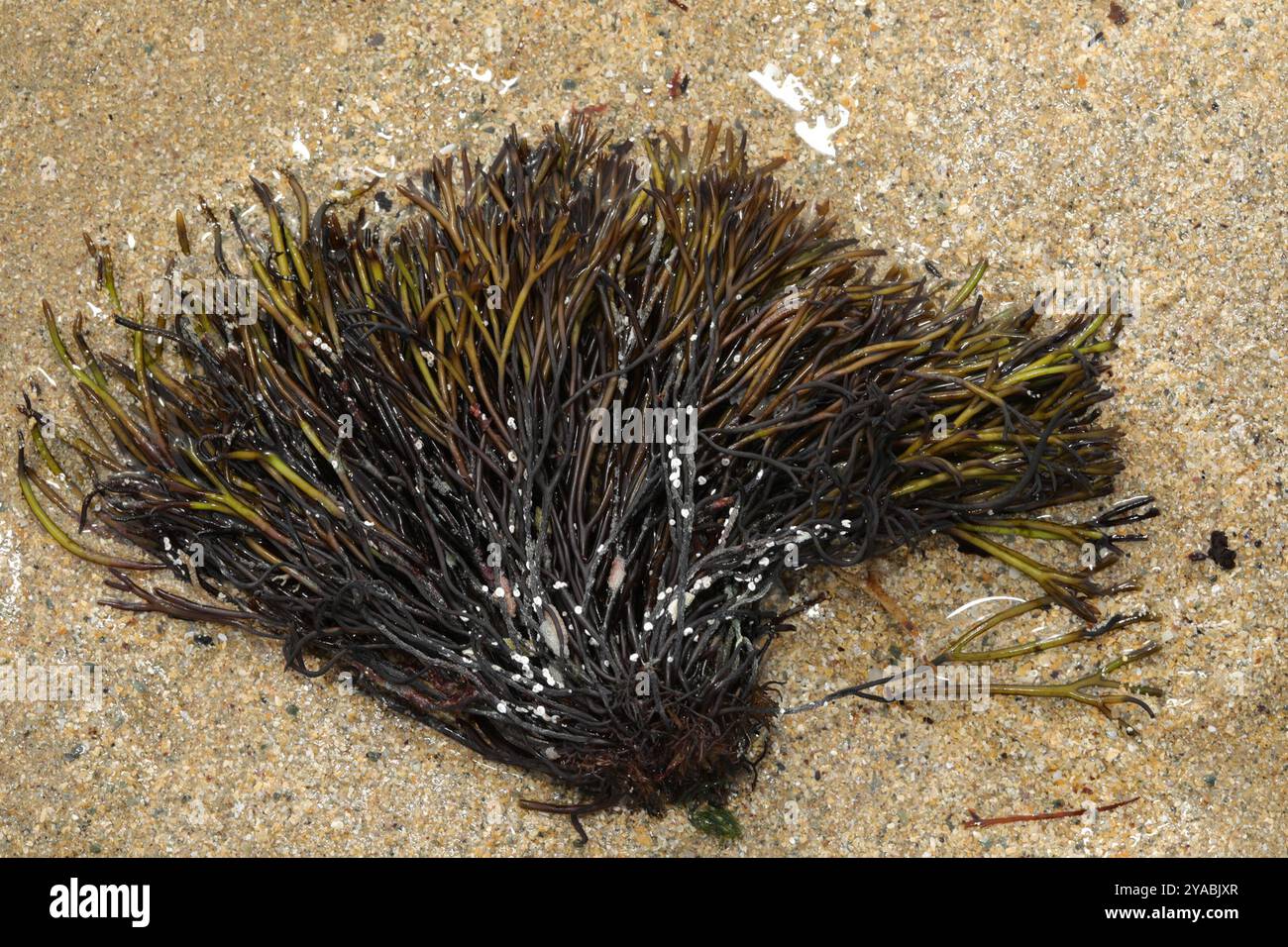 (Furcellaria lumbricalis) Plantae Stock Photo - Alamy