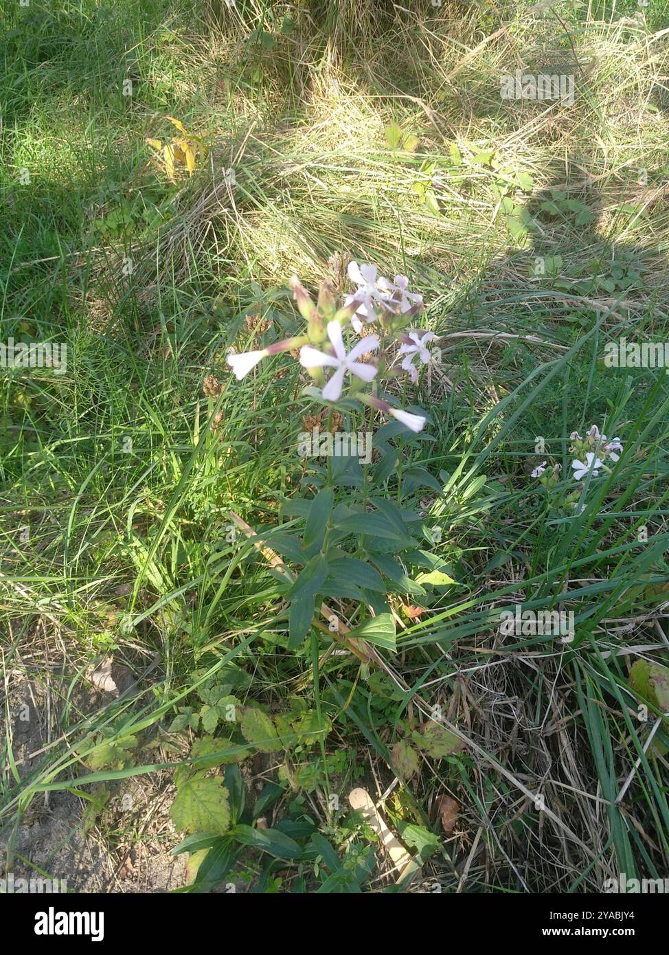 common soapwort (Saponaria officinalis) Plantae Stock Photo - Alamy