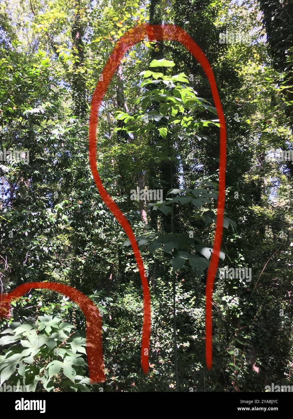 Chinese parasol tree (Firmiana simplex) Plantae Stock Photo - Alamy