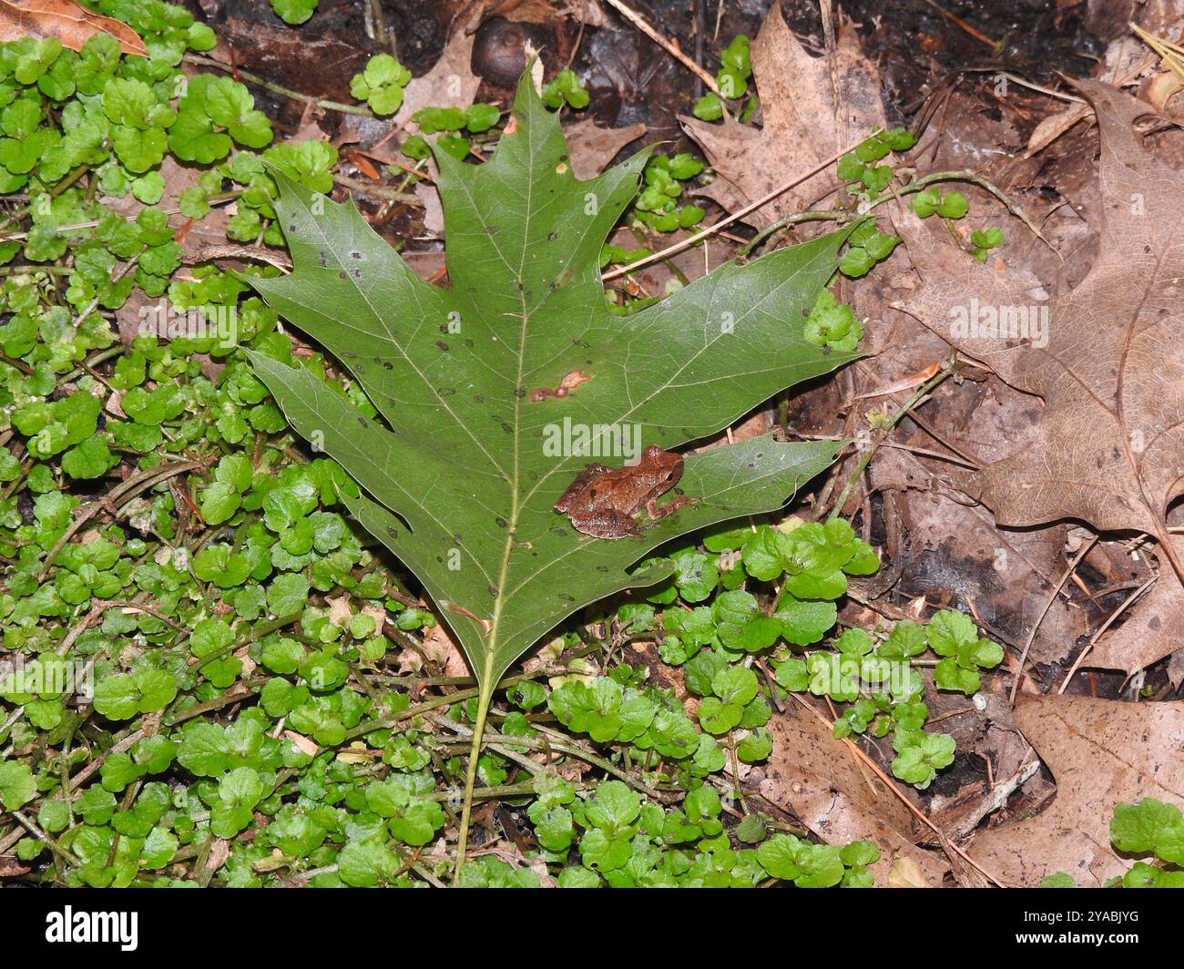 Spring Peeper (Pseudacris crucifer) Amphibia Stock Photo - Alamy