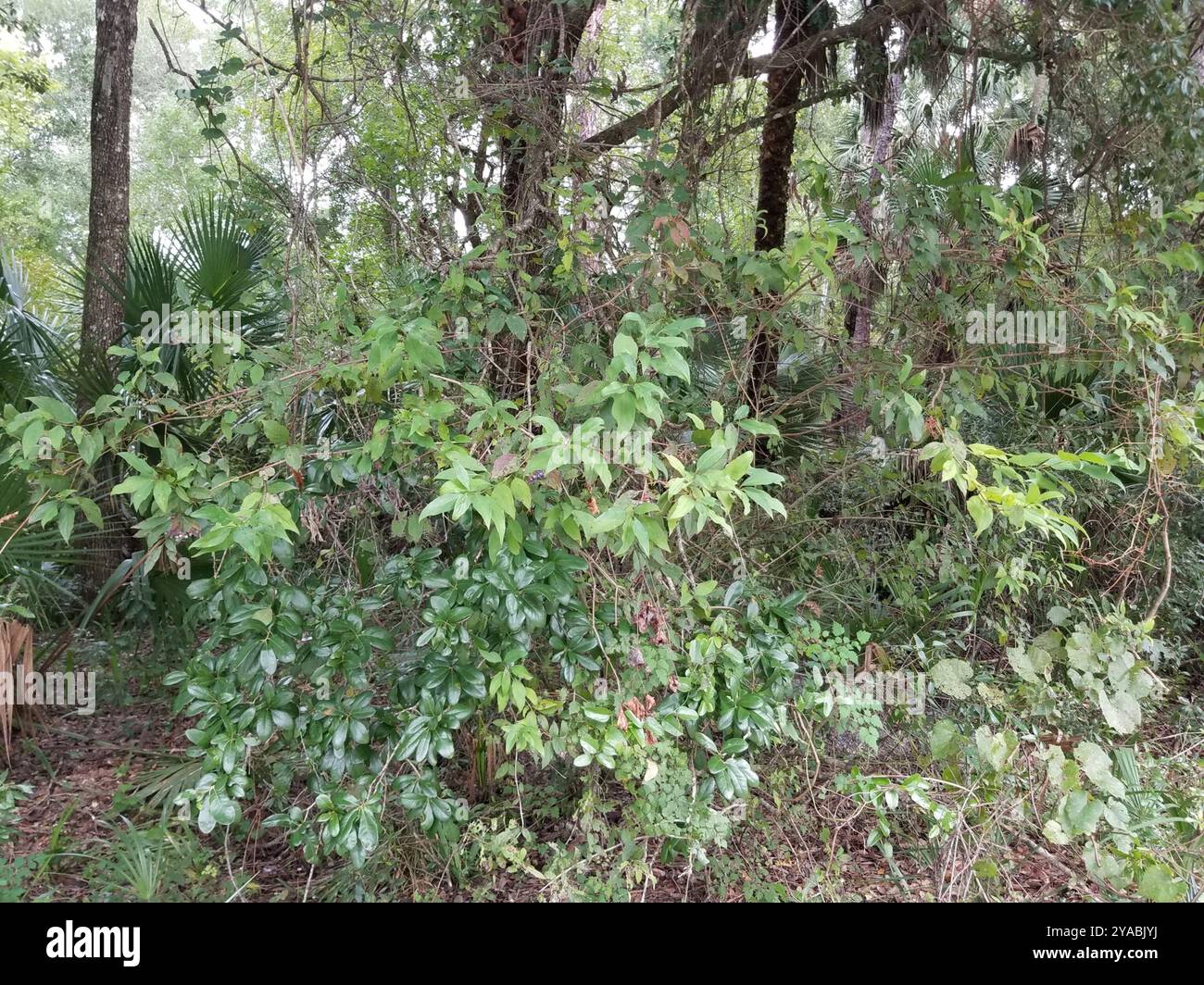 Stiff Dogwood (Cornus foemina) Plantae Stock Photo - Alamy