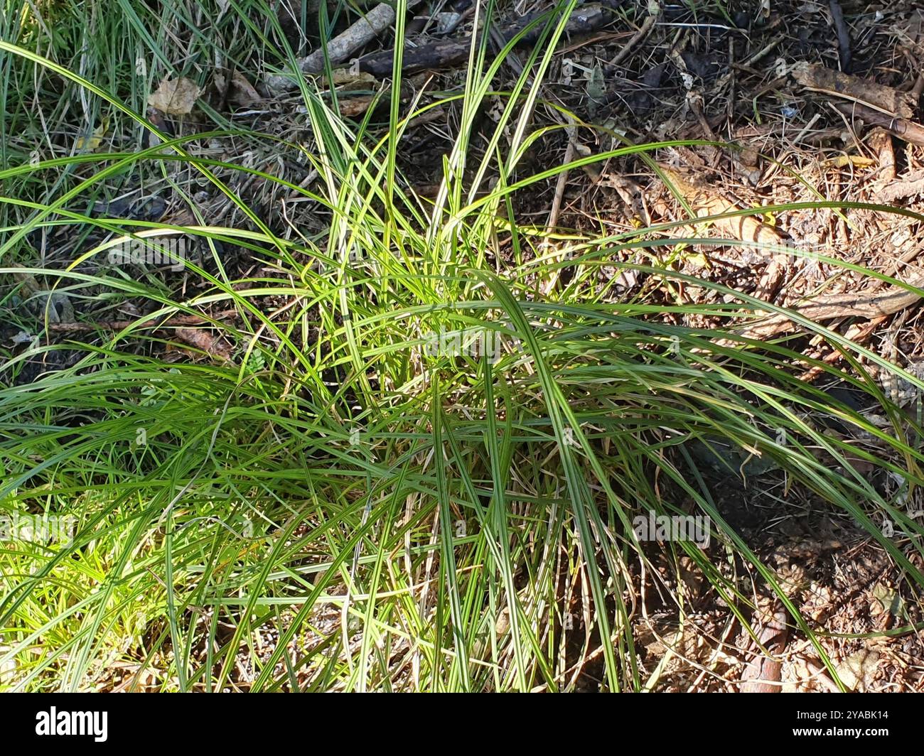 grasses, sedges, cattails, and allies (Poales) Plantae Stock Photo - Alamy