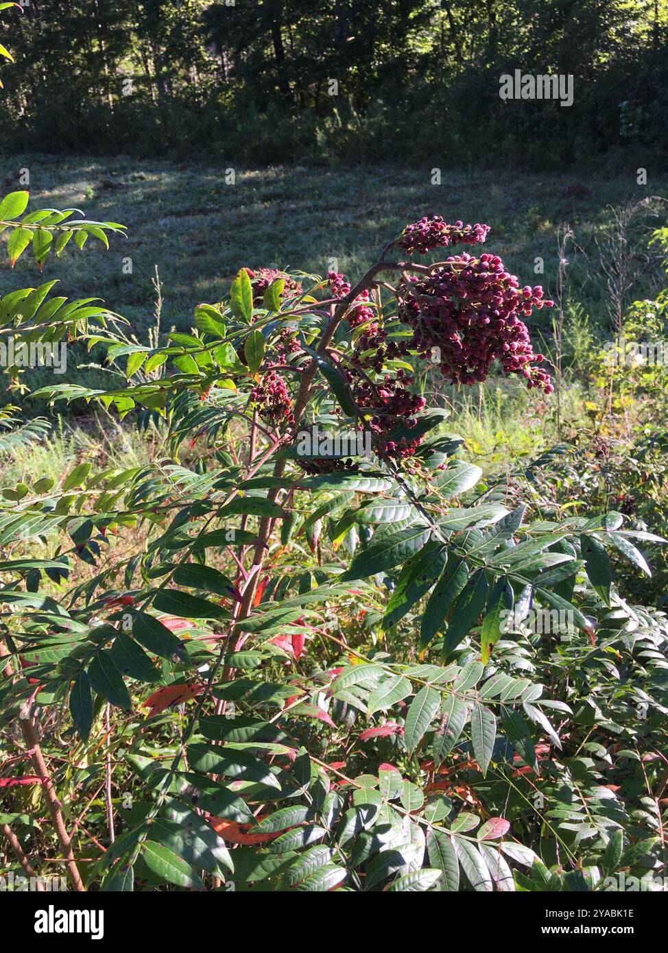 shining sumac (Rhus copallinum) Plantae Stock Photo - Alamy